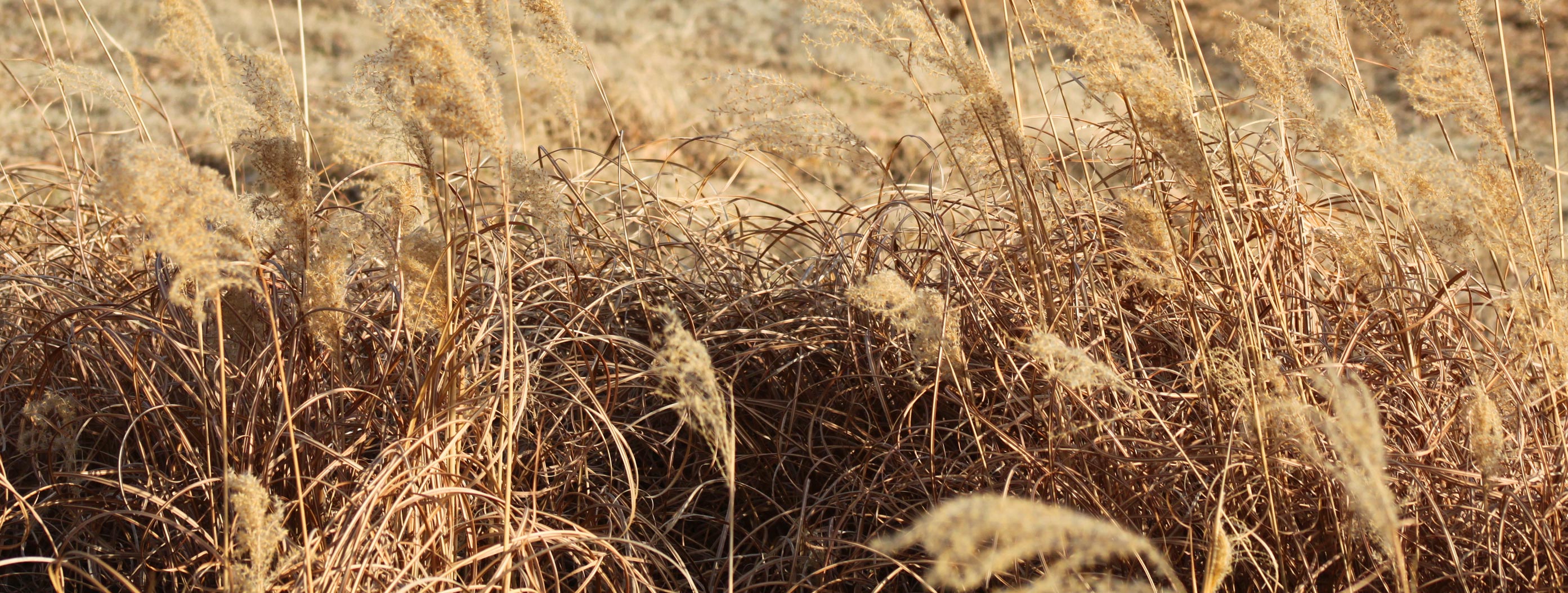 Book Provides "Fresh Approaches" to Tackling Preparation for Drought ...