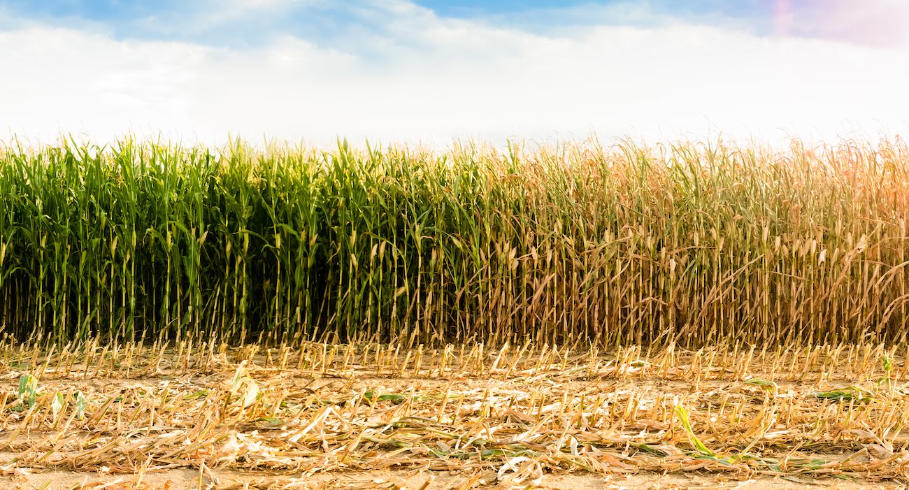 New Rapid Onset Drought Tool Forecasts Flash Drought Development June
