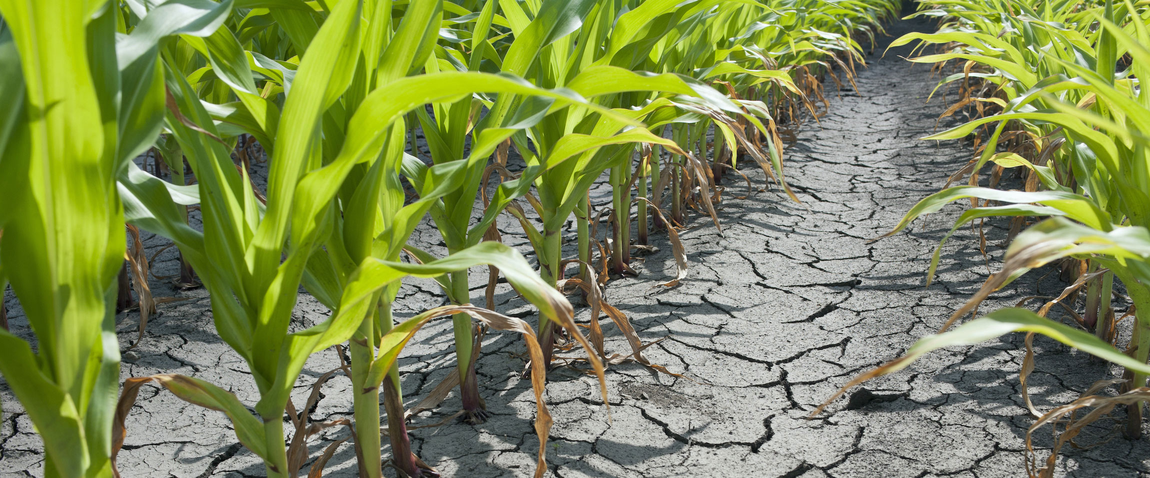 Vegetation Drought gov